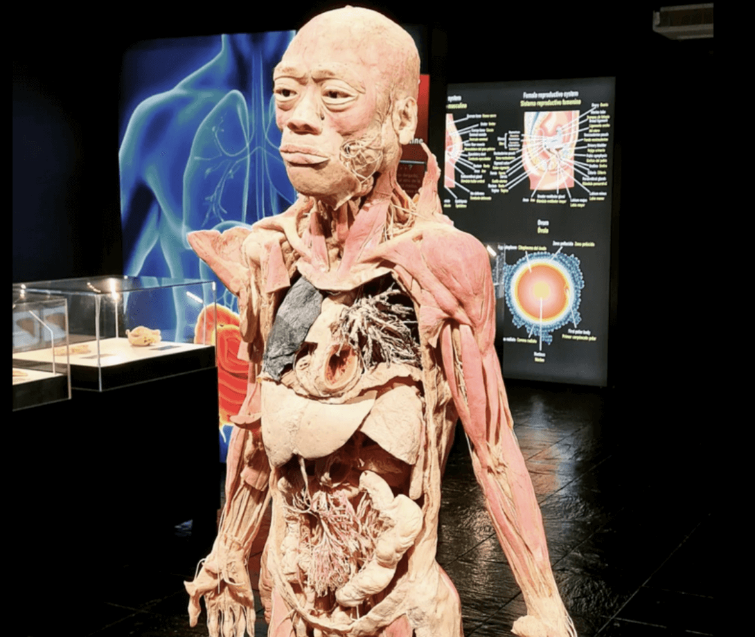 Exposición Bodies en Madrid: un viaje fascinante al interior del cuerpo ...